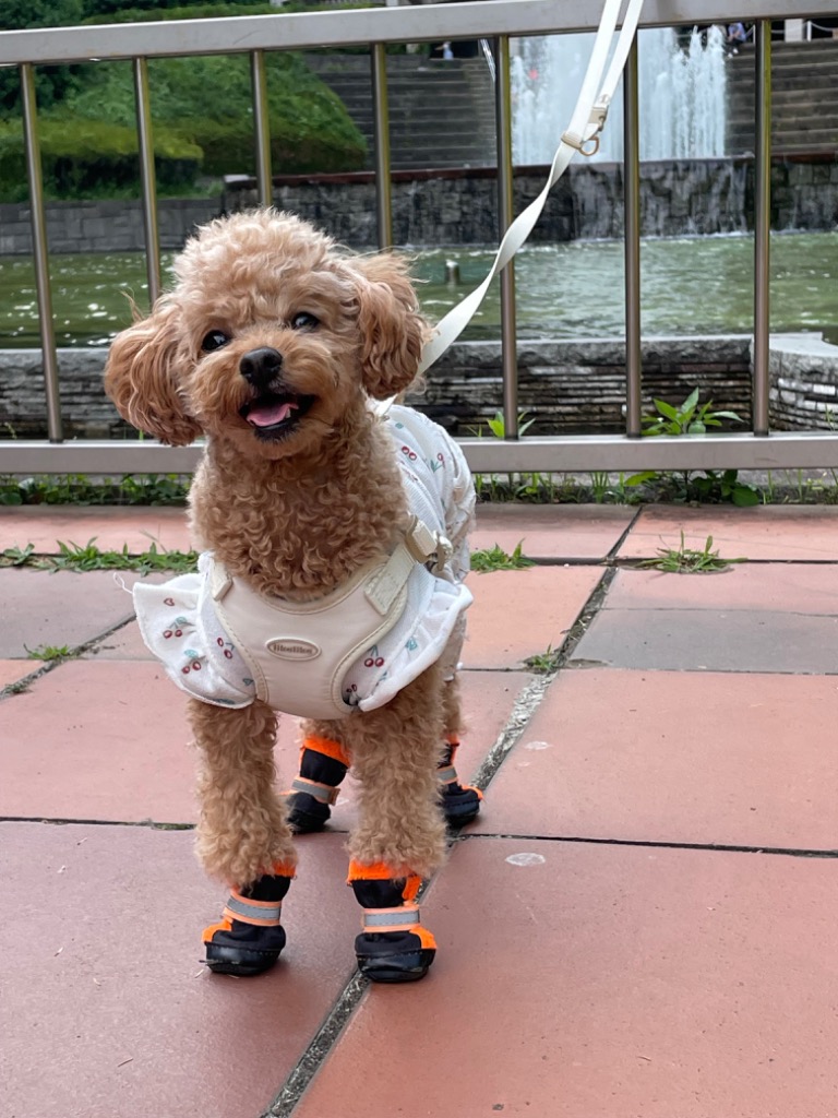 likalika リカリカ コットンキャンディーハーネス S M L 小型犬 ペット 犬 ハーネス 撥水 胴輪 軽量 生活防水 簡単装着 おしゃれ かわいい 散歩 犬用 : ベストフレンズ ...