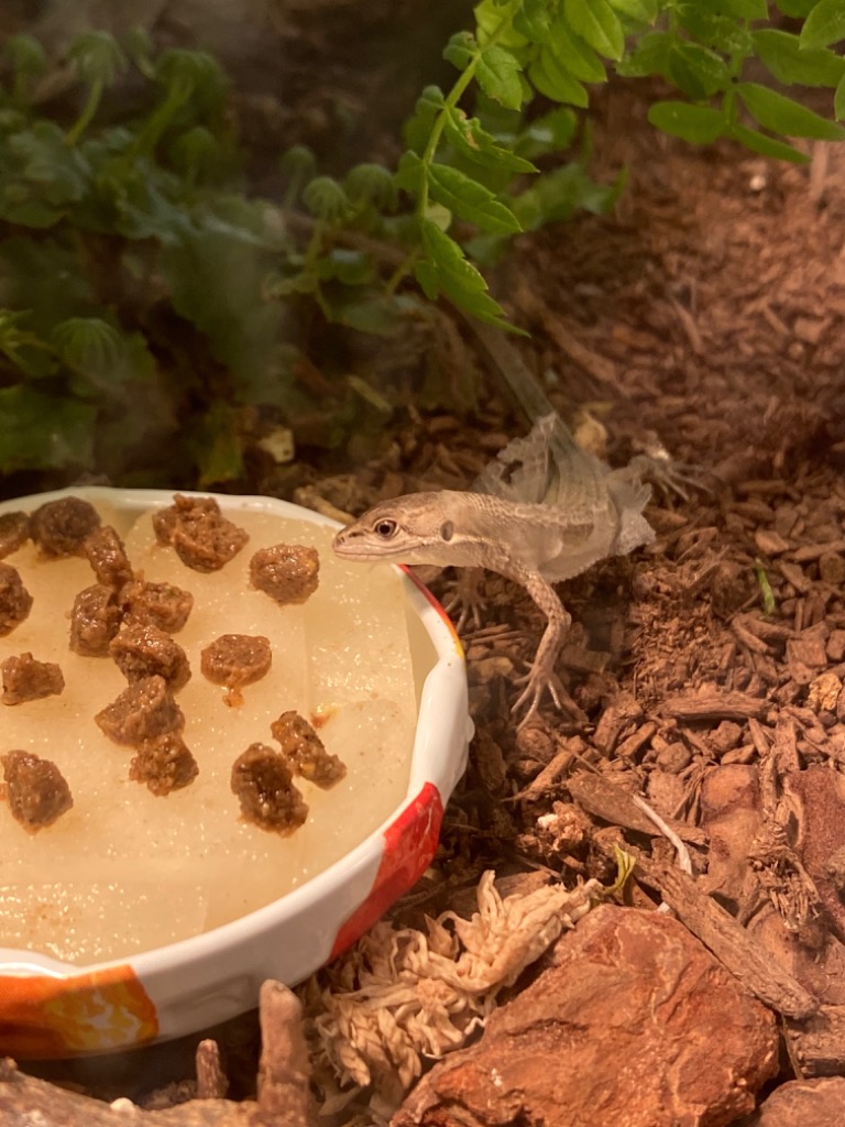 GEX ジェックス レオパブレンドフード 60g : ベストワン - 通販 - Yahoo!ショッピング