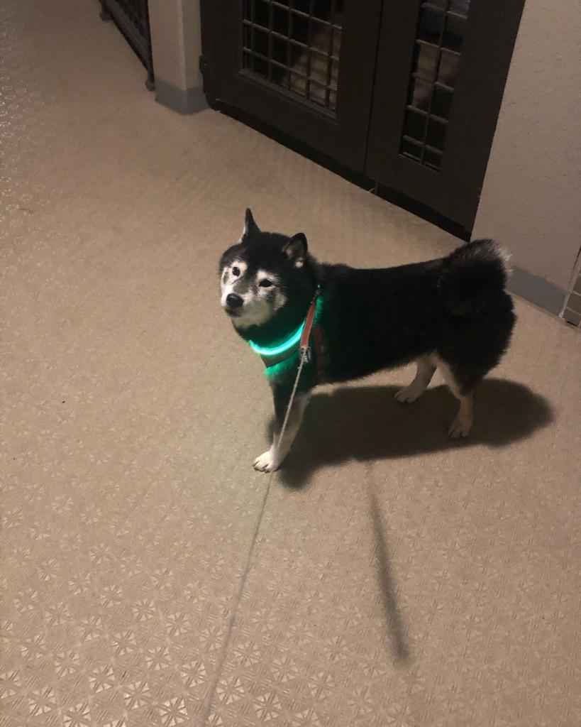 3ヶ月保証付 首輪 犬 おしゃれ グッズ 小型犬 中型犬 光る LEDライト USB充電式 散歩 大型犬 ペット 夜間安全 50cm ((S : ベストワン - 通販 - Yahoo!ショッピング
