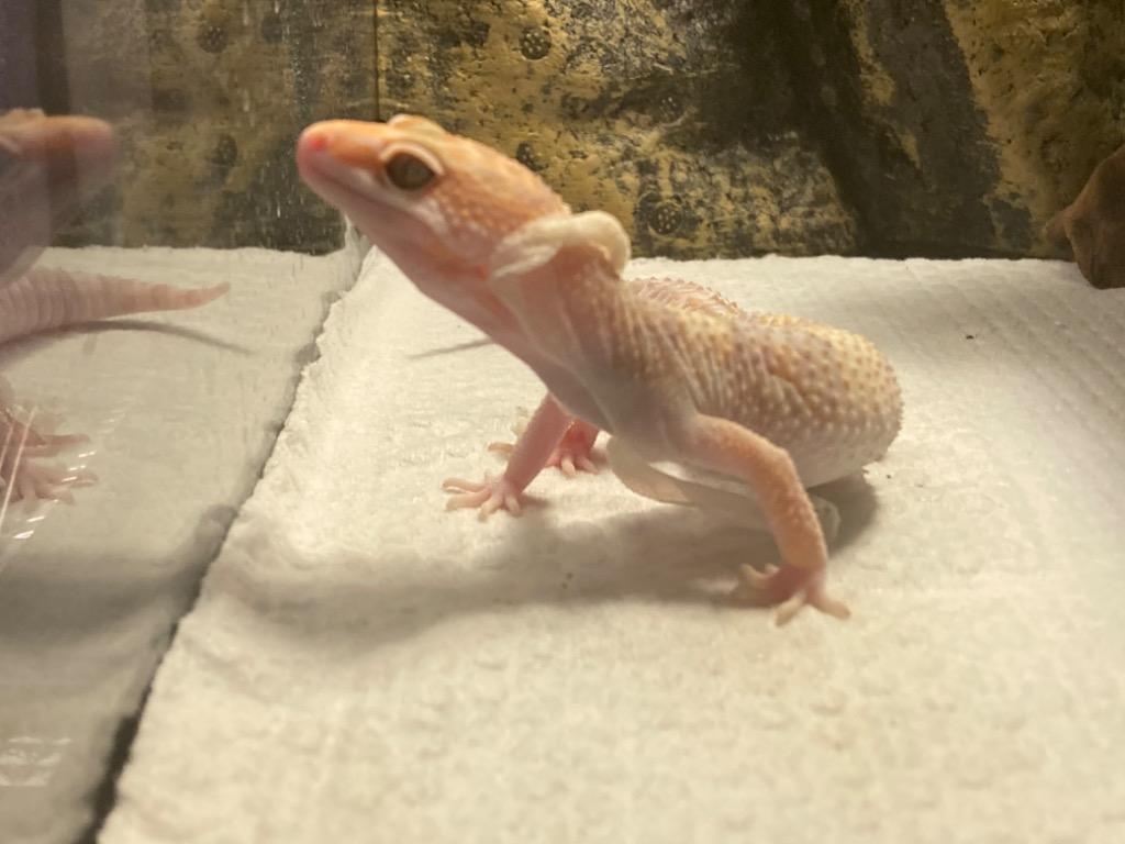 GEX GEX カルシウム 90g : チャーム charm ヤフー店 - 通販 - Yahoo!ショッピング