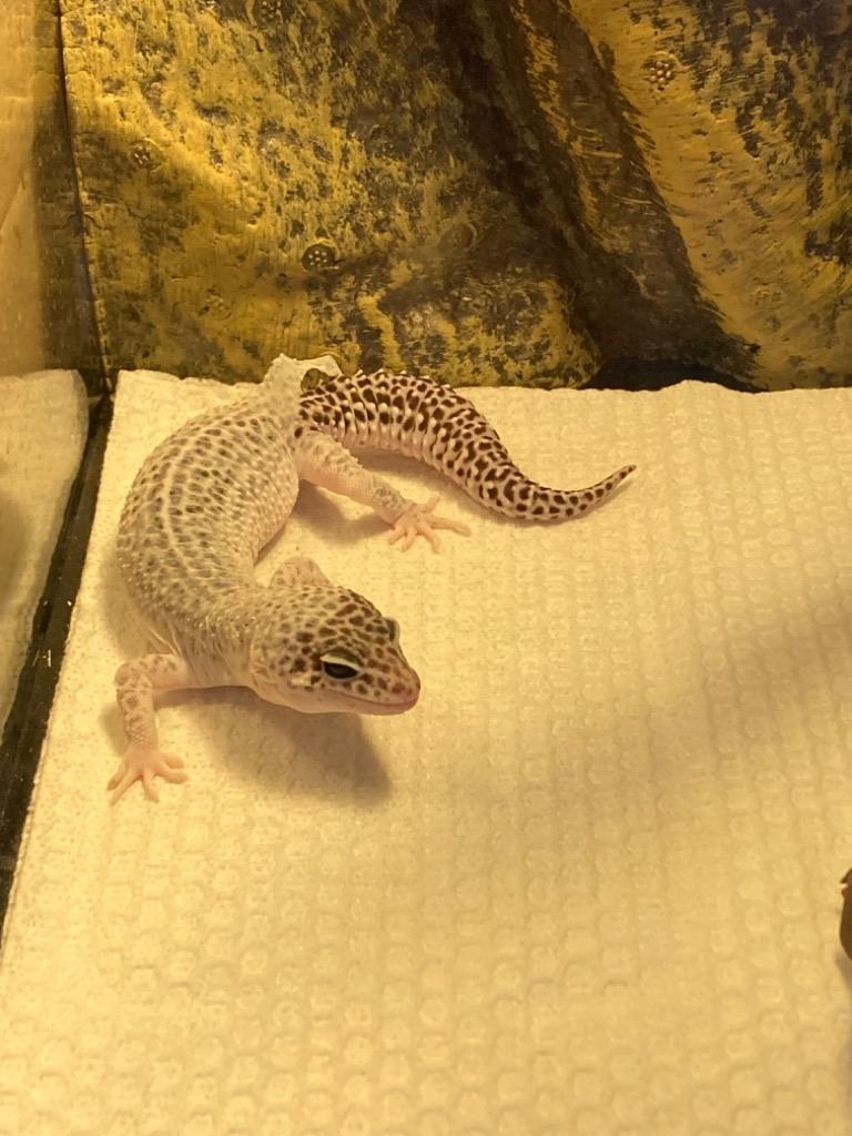 GEX GEX カルシウム 90g : チャーム charm ヤフー店 - 通販 - Yahoo!ショッピング