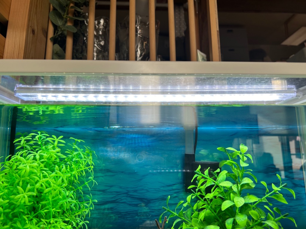 GEX GEX クリアLED フラッティ 4052 ホワイト USB ライト 水槽 照明 : チャーム charm ヤフー店 - 通販 - Yahoo!ショッピング