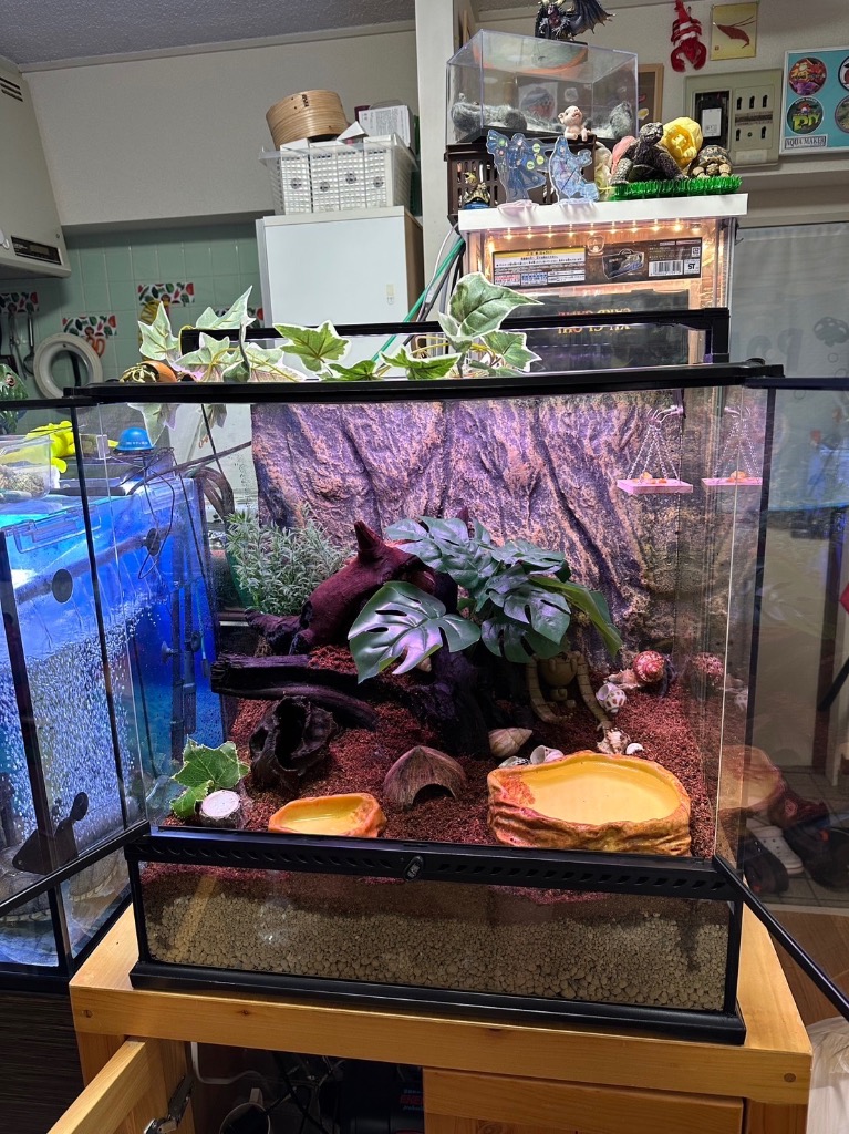 （大型）爬虫類ケージ GEX エキゾテラ グラステラリウム 6060 爬虫類 お一人様1点限り 本州四国送料無料・同梱不可・代引不可 200サイズ : チャーム charm ヤフー店 - 通販 ...