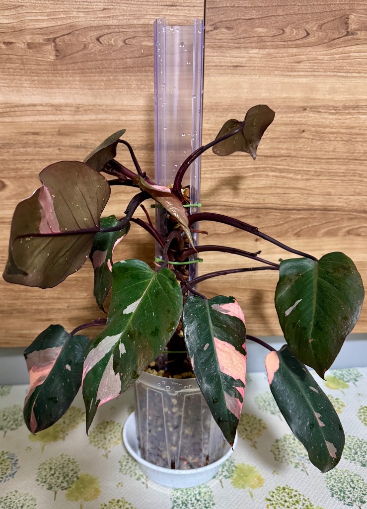 猫の登り棒 ねこの登り棒 花森家 猫のぼり棒 透明ねこ型登り棒（高さ50cm：太さ5.5cm）スリット鉢 4号 ネガミエル : e-花屋さん - 通販 - Yahoo!ショッピング