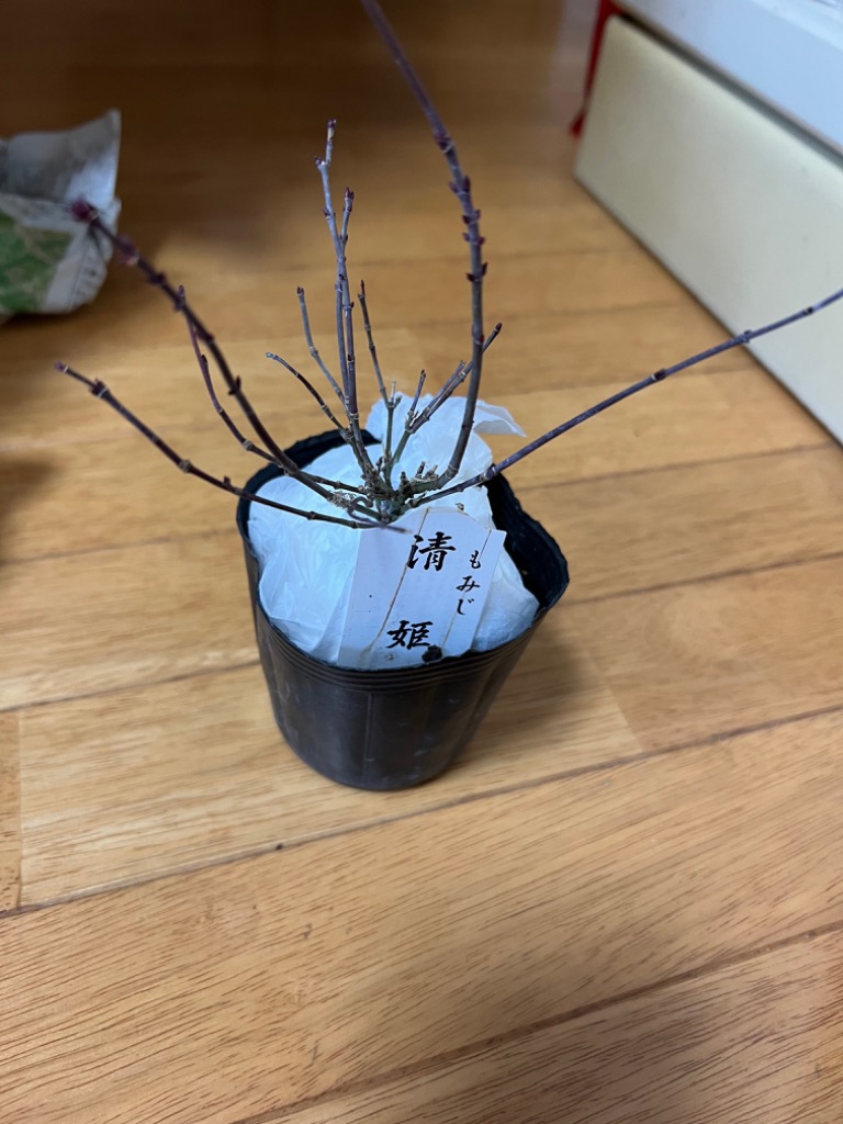 モミジの苗木 清姫（きよひめ） : ki-kaboku-862 : 植物・園芸専門店 花育通販Yahoo!店 - 通販 - Yahoo!ショッピング