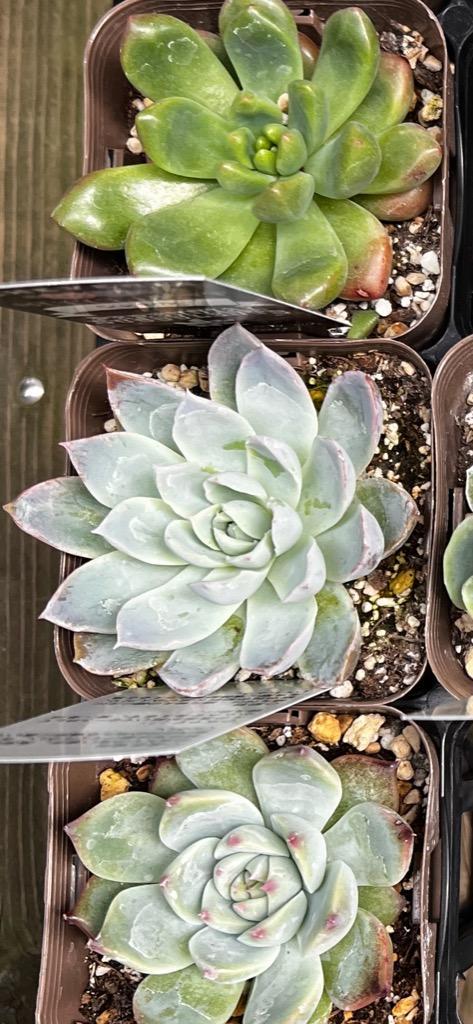 多肉植物 エケベリア すみれ牡丹 7.5cmポット苗 : ハニーミント 多肉植物 エケベリア すみれ牡丹 7.5cmポット苗 : ハニーミント