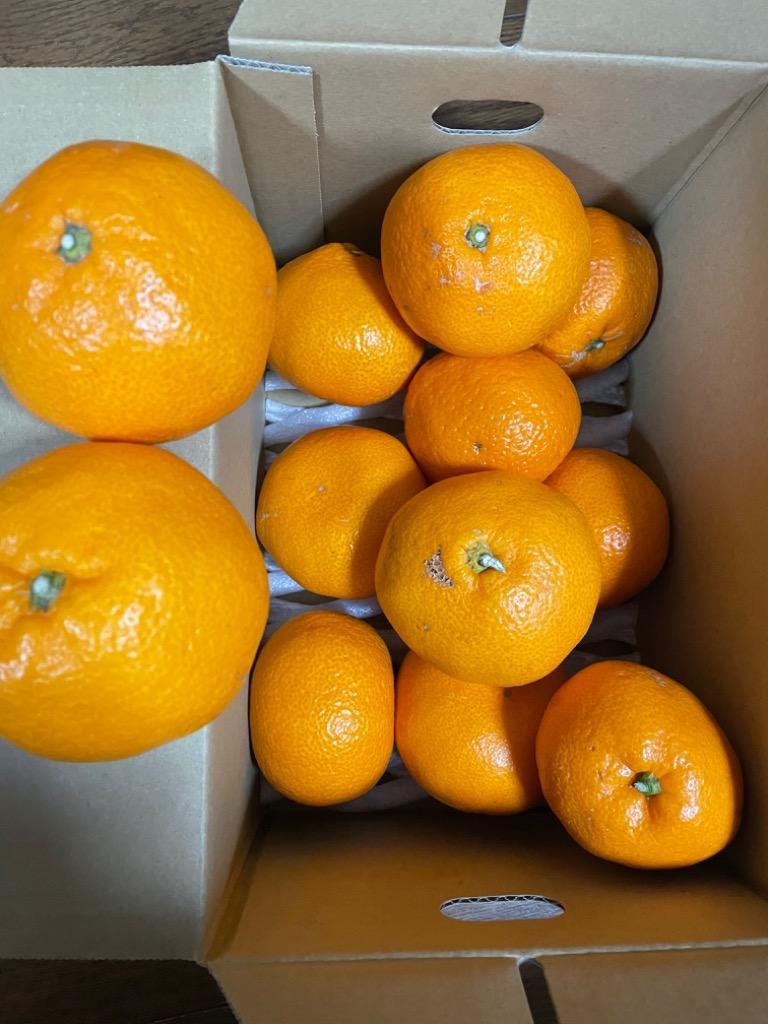 みかん 甘い ご家庭用 2kg 訳あり 2S〜3Lサイズ 10〜30玉前後入り 愛媛 西宇和地区 八幡浜市産 :emikan-w2:みかんの花 - 通販 - Yahoo!ショッピング