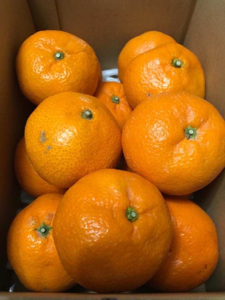 みかん 甘い ご家庭用 2kg 訳あり 2S〜3Lサイズ 10〜30玉前後入り 愛媛 西宇和地区 八幡浜市産 :emikan-w2:みかんの花 - 通販 - Yahoo!ショッピング