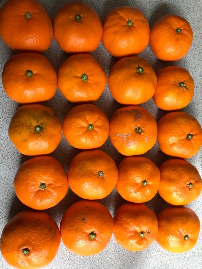 みかん 甘い ご家庭用 2kg 訳あり 2S〜3Lサイズ 10〜30玉前後入り 愛媛 西宇和地区 八幡浜市産 :emikan-w2:みかんの花 - 通販 - Yahoo!ショッピング