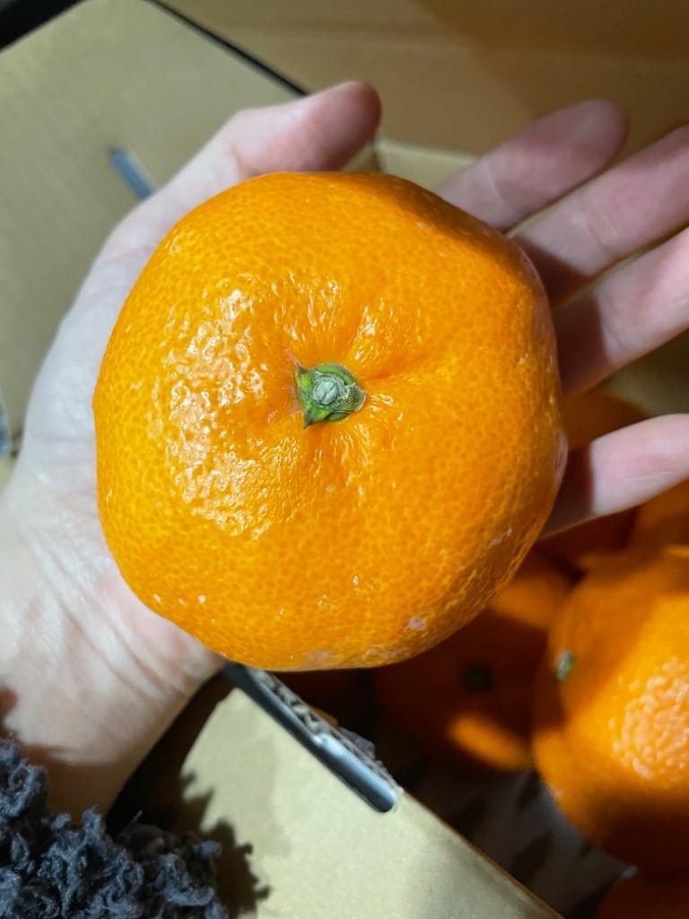 みかん 甘い ご家庭用 2kg 訳あり 2S〜3Lサイズ 10〜30玉前後入り 愛媛 西宇和地区 八幡浜市産 :emikan-w2:みかんの花 - 通販 - Yahoo!ショッピング