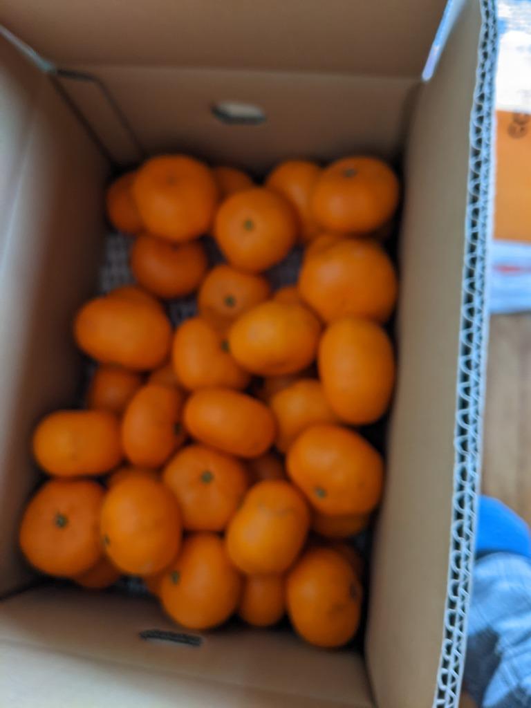 期間限定ポイント10倍 みかん 訳あり 5kg 愛媛産 ご家庭用 2S〜3L サイズ 15〜90玉前後入り ミカン 果物 旬 フルーツ 甘い 010137000410 :nankan-w5 ...