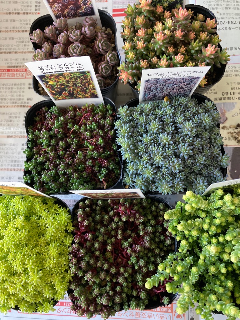 赤葉ヒダカミセバヤ : にじはなPlants - 通販 - Yahoo!ショッピング 赤葉ヒダカミセバヤ : にじはなPlants - 通販 - Yahoo!ショッピング