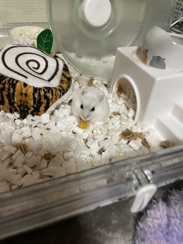 【全国送料無料】 GEX グラスハーモニー450N : レヨンベールアクアYahoo!店 - 通販 - Yahoo!ショッピング