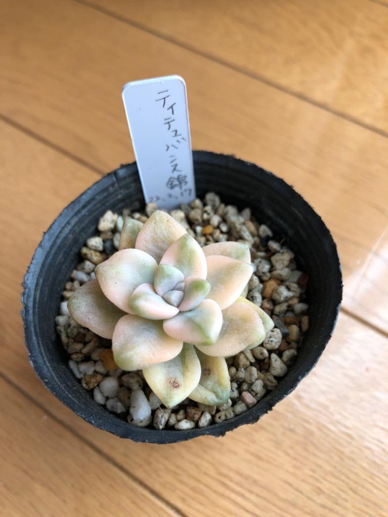 農園直売 多肉植物 寄せ植え グラプトべリア属 ティテュバンス錦 農園直売 多肉植物 寄せ植え グラプトべリア属 ティテュバンス錦