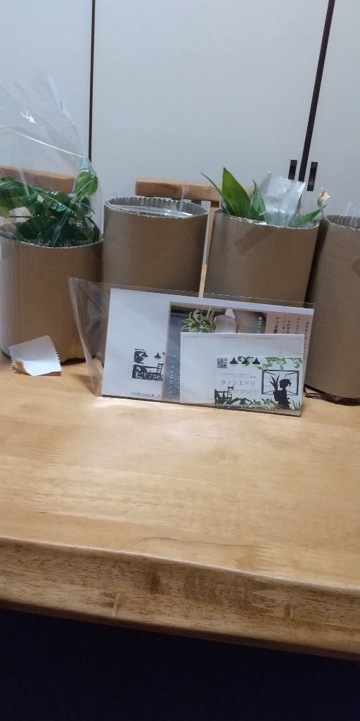 観葉植物 【パキラ ガジュマル マドカズラ ほか、植物が選べる】 シンプルボール ストーン レカトン 植え ハイドロボール ミニ観葉 ハイドロカルチャー : タノシミドリ Yahoo!店 ...