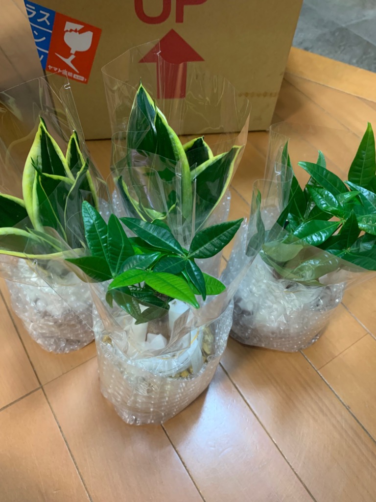 観葉植物 【パキラ ガジュマル マドカズラ ほか、植物が選べる】 シンプルボール ストーン レカトン 植え ハイドロボール ミニ観葉 ハイドロカルチャー : タノシミドリ Yahoo!店 ...