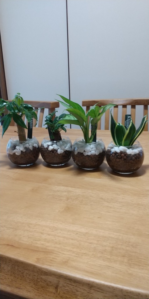 観葉植物 【パキラ ガジュマル マドカズラ ほか、植物が選べる】 シンプルボール ストーン レカトン 植え ハイドロボール ミニ観葉 ハイドロカルチャー : タノシミドリ Yahoo!店 ...