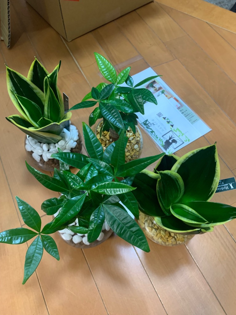 観葉植物 【パキラ ガジュマル マドカズラ ほか、植物が選べる】 シンプルボール ストーン レカトン 植え ハイドロボール ミニ観葉 ハイドロカルチャー : タノシミドリ Yahoo!店 ...