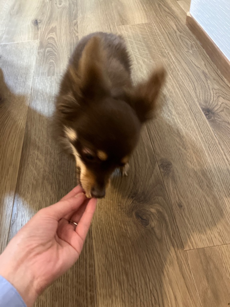 K9 ナチュラル 【K9ナチュラル】ラム＆キングサーモン フィースト 1.8kg : 犬のセレクトショップTiara - 通販 - Yahoo!ショッピング