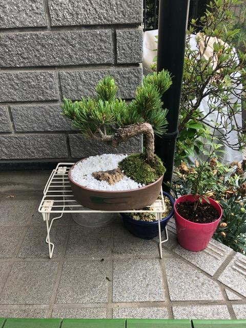 景色盆栽:五葉松*(瀬戸焼楕円鉢)苔 和 鉢植え 祝い ギフト 景色盆栽:五葉松*(瀬戸焼楕円鉢)苔 和 鉢植え 祝い ギフト